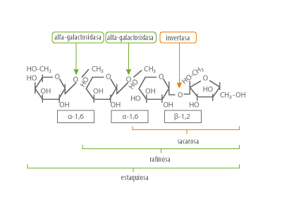 La mejora del valor nutricional de la soja.