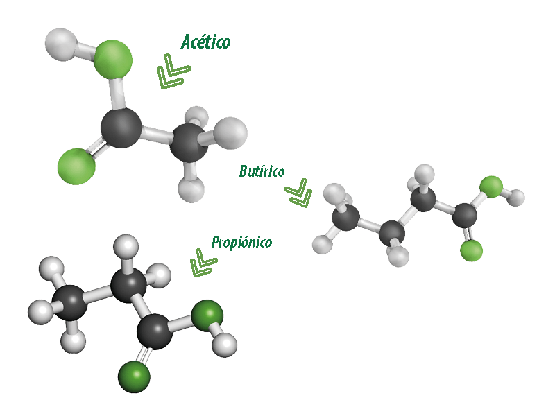 Metabolismo ruminal de los ácidos grasos volátiles | Nutrinews