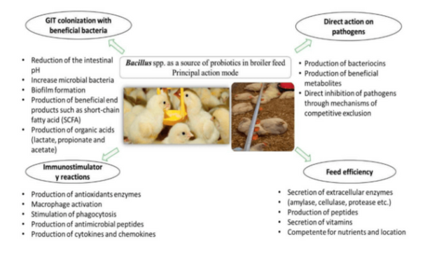 Bacillus spp. as probiotics in poultry nutrition