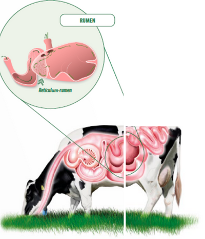 Ruminal metabolism of volatile fatty acids (Part 1)