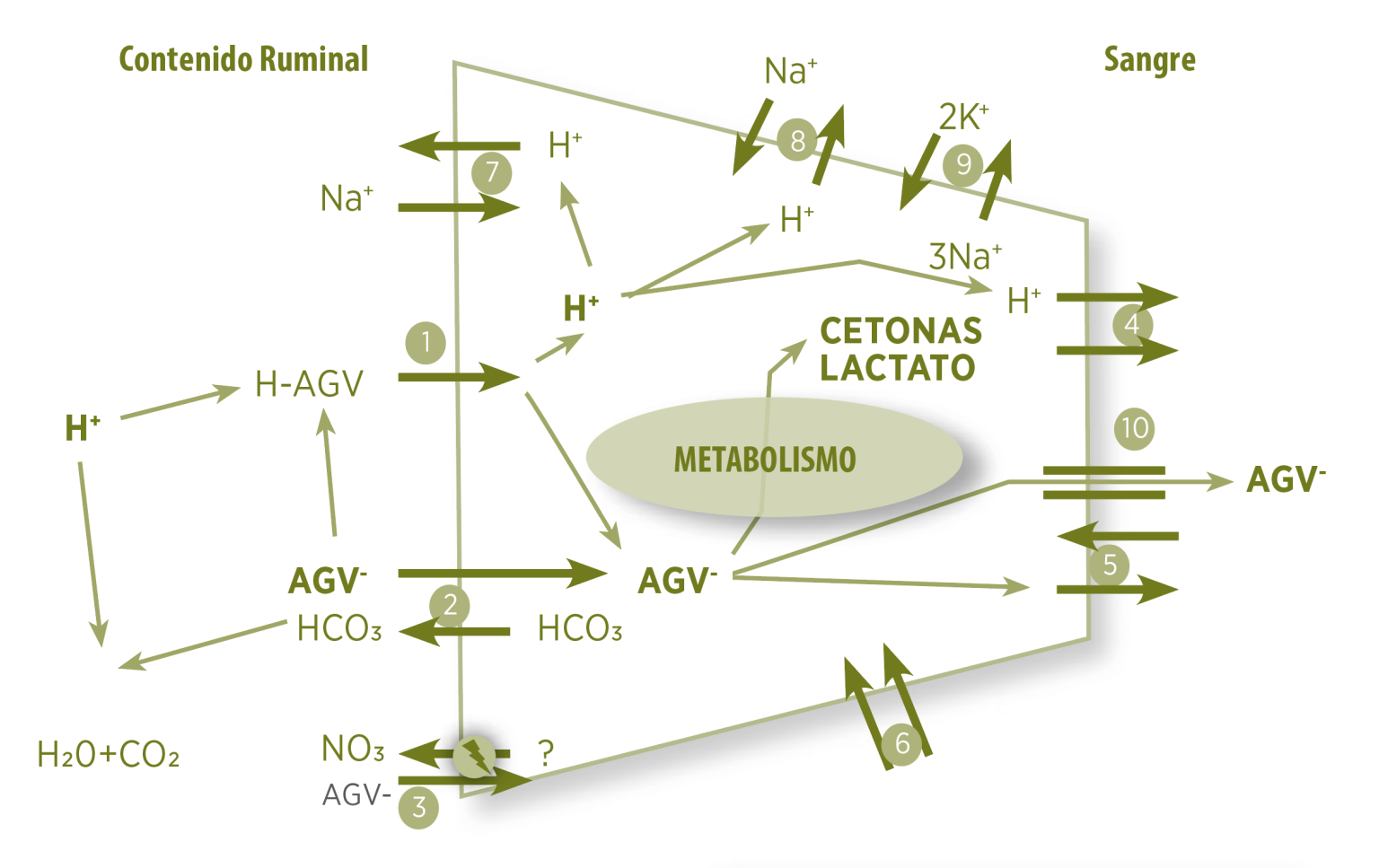 metabolismo de ácidos grasos volátiles