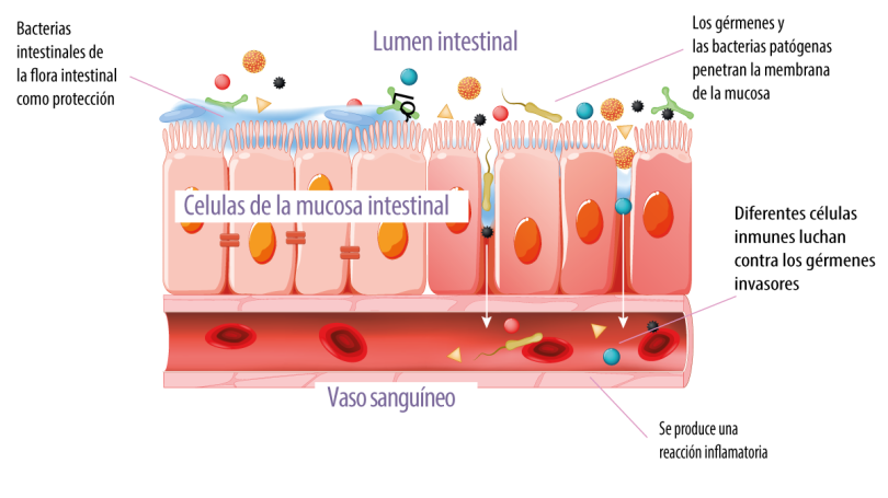 Intestino, el órgano inmune más grande del cuerpo - Adiveter, Seguridad ...