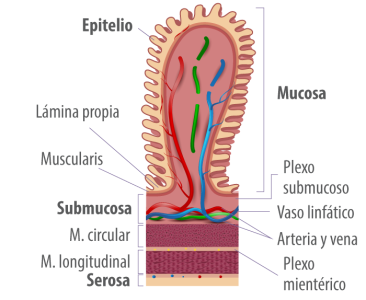 estructura intestinal es crucial para la salud