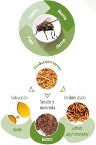 Insectos ¿Una alternativa para la alimentación de los animales?