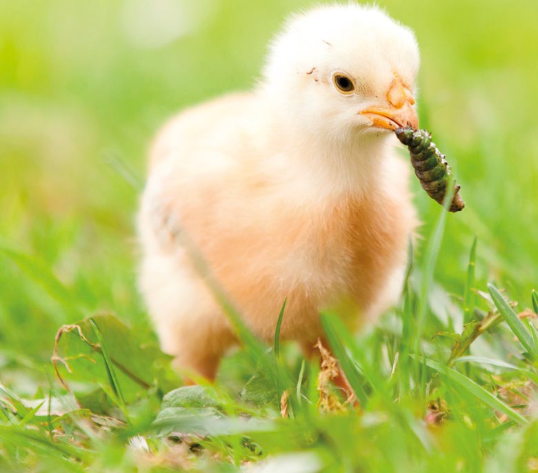 Insectos ¿Una alternativa para la alimentación de los animales?