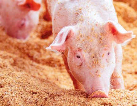 Insectos ¿Una alternativa para la alimentación de los animales?