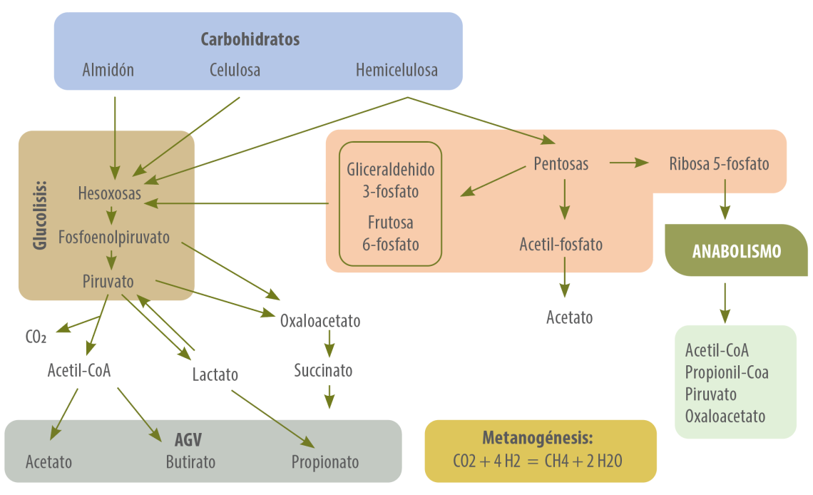 metabolismo de ácidos grasos volátiles