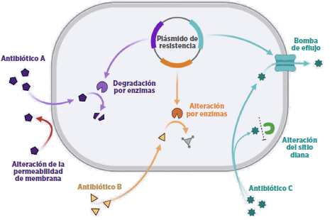 Alternativas naturales para disminuir la resistencia antimicrobiana