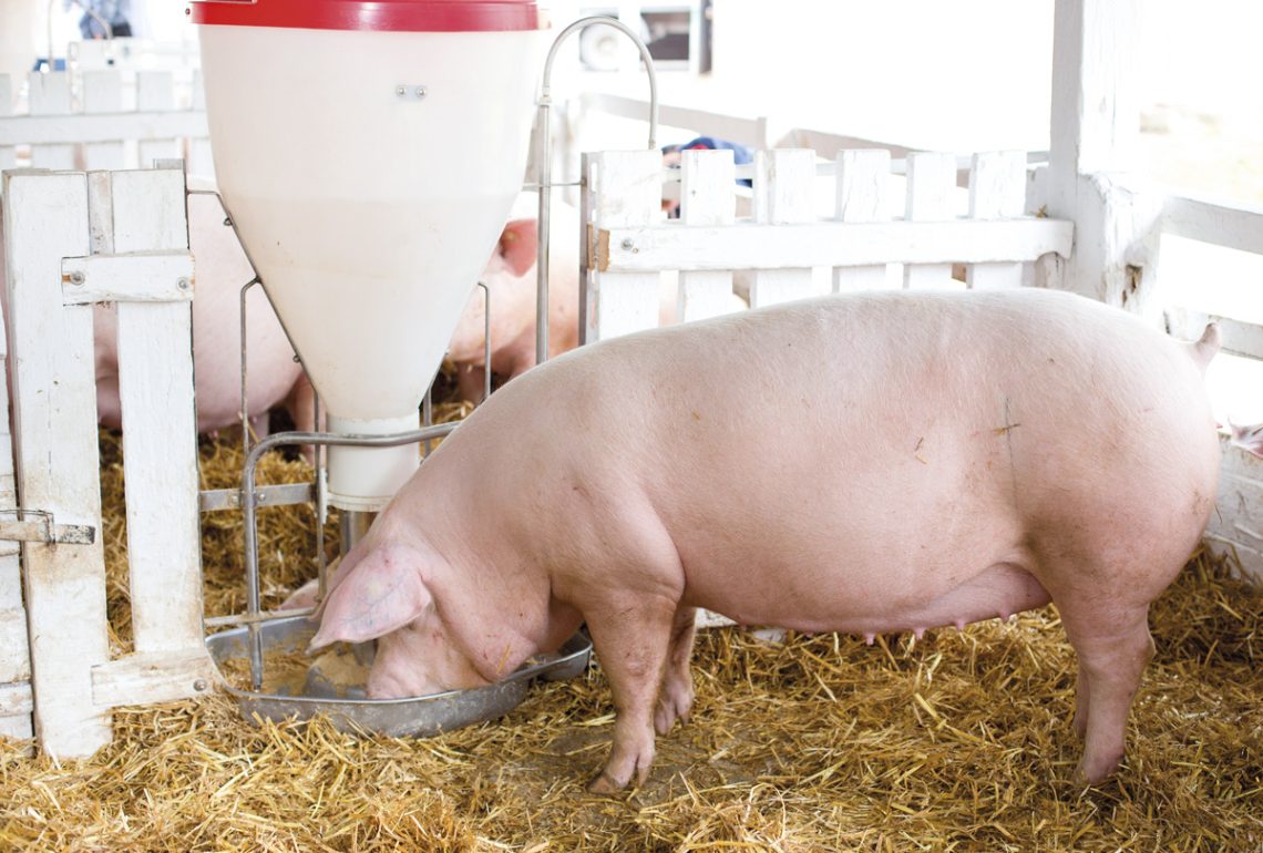 Vitamins for Swine Health, Welfare, and Productivity