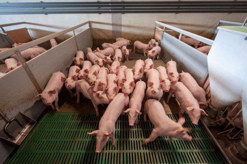Animal welfare: Establishing a reliable evaluation system for pigs