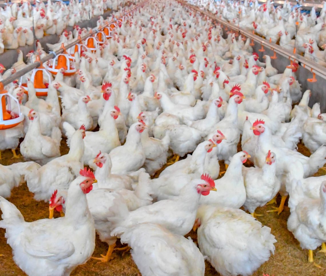 Heat stress: Poultry health, performance and mitigation strategies