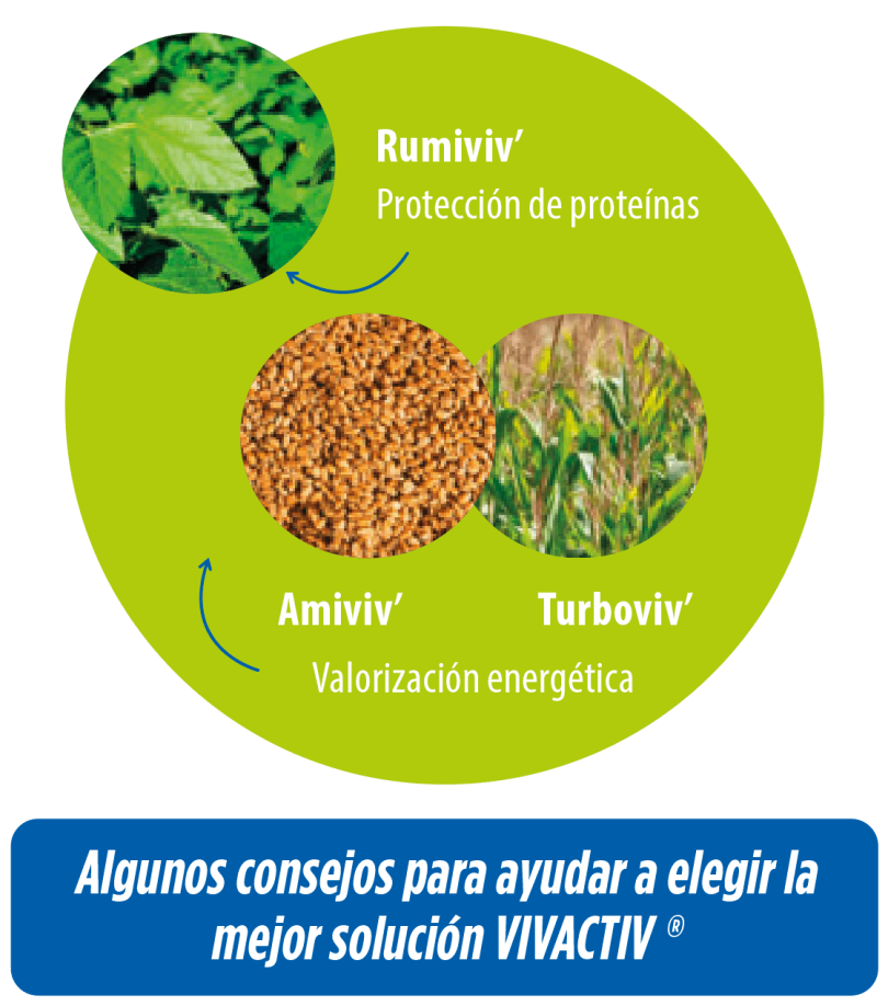 Sostenibilidad ambiental y salud ruminal