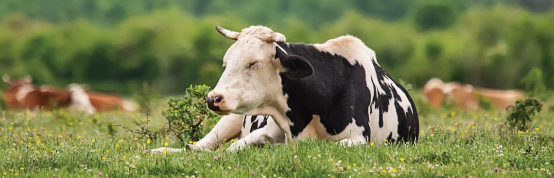 Café: desde la pulpa hasta los posos y su efecto en rumiantes