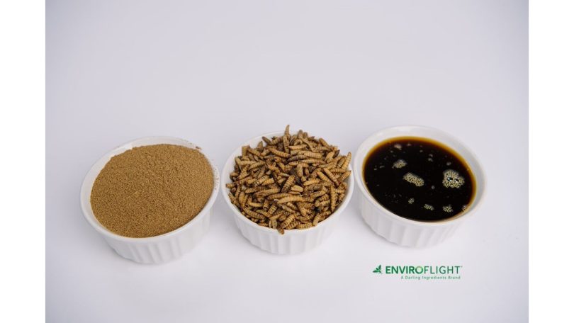 Black Soldier Fly (Hermetia illucens) Larvae in Livestock Diets