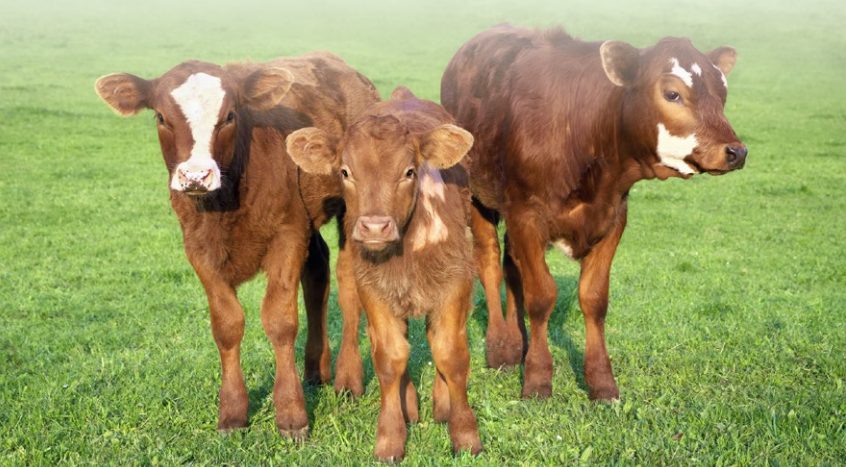 Nutrición de terneros de corte: prácticas de destete