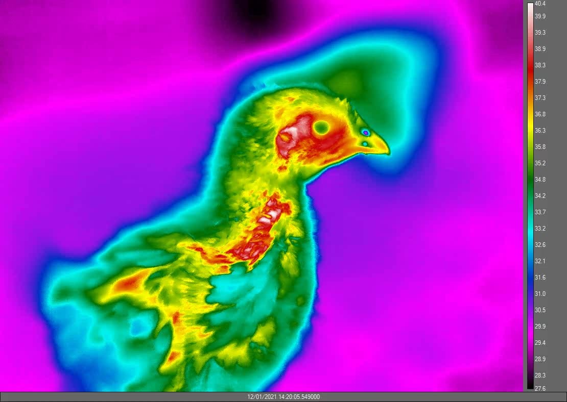 Monitoring Nutritional Utilization in the Digital Age.