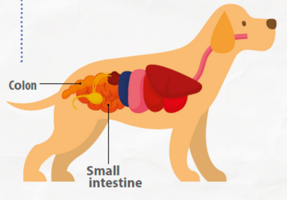 Fiber and its influence on the intestinal function of dogs