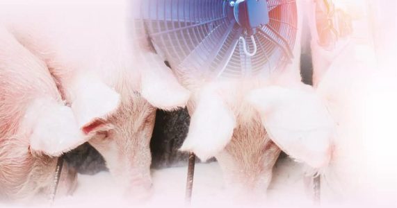 Feeding behavior: Influence of the environment & feed presentation