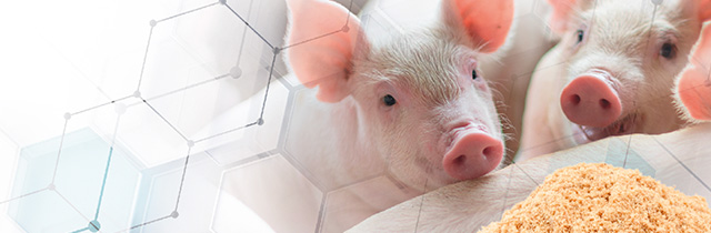 Vitamins for Swine Health, Welfare, and Productivity