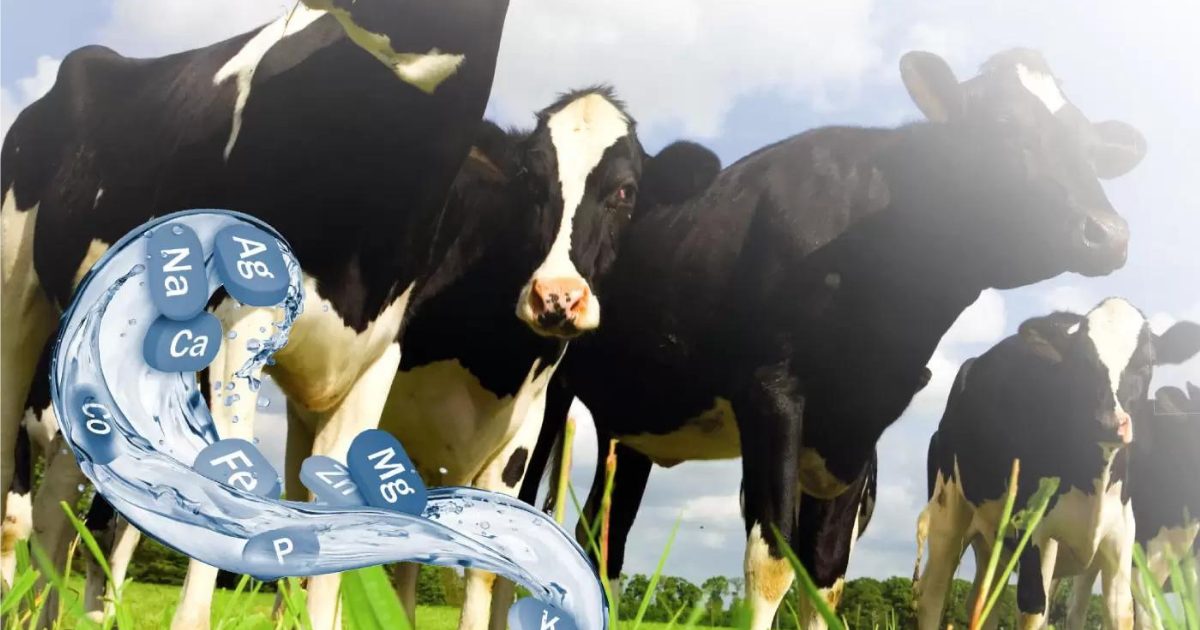 Asociación entre la nutrición mineral y la mastitis en vacas lecheras