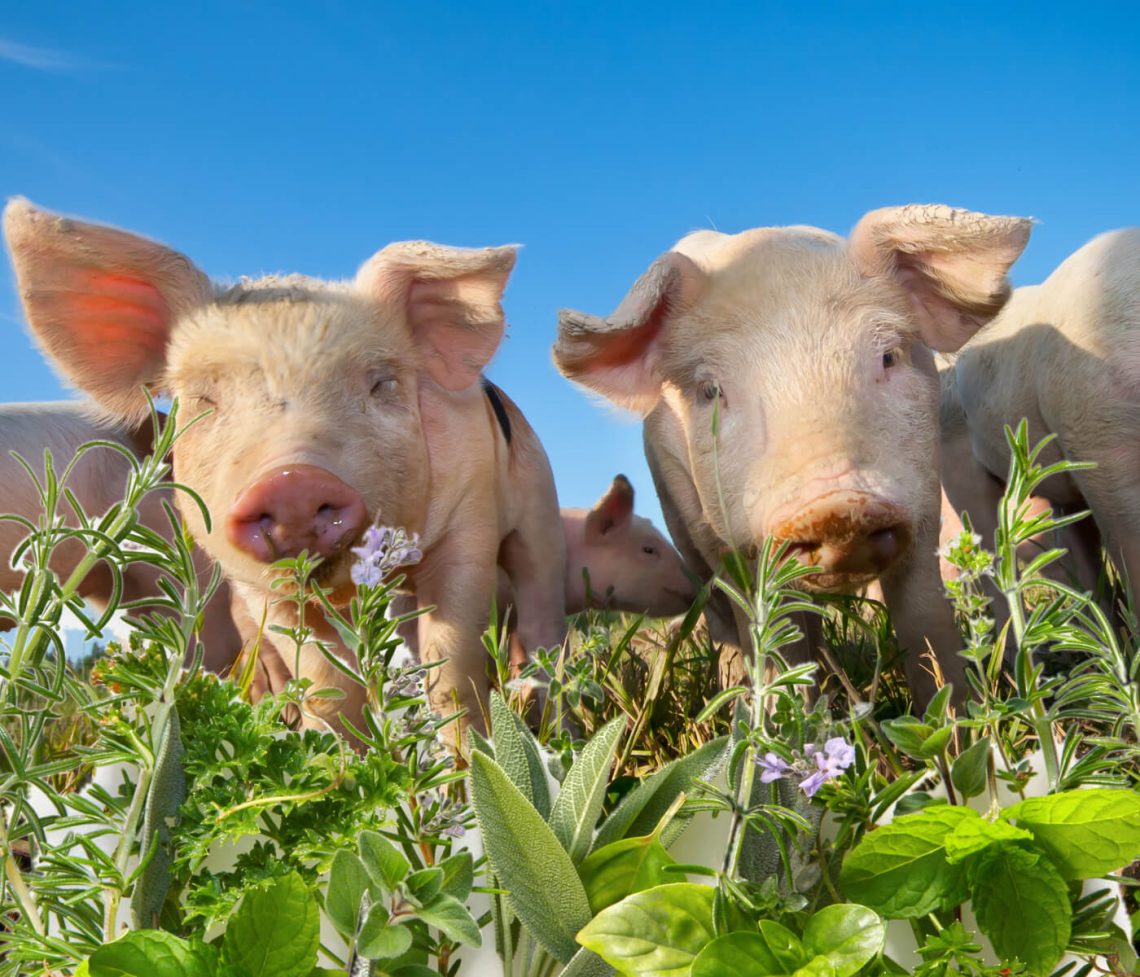 Optimizing pig nutrition for enhanced resilience
