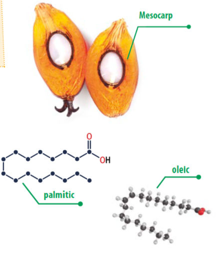 Palm kernel cake and meal(Raw material sheet)