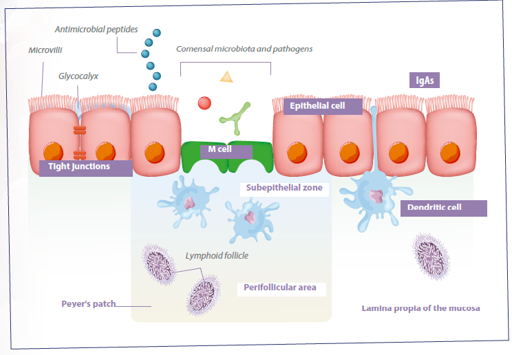 The intestine, the largest immune organ in the body