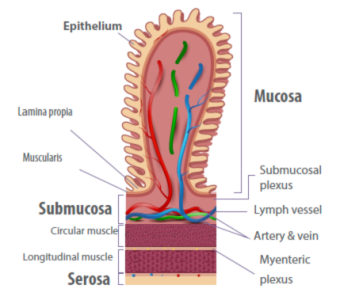 The intestine, the largest immune organ in the body
