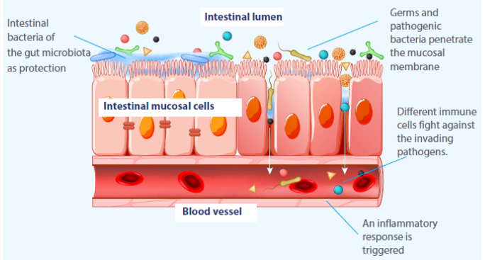 The intestine, the largest immune organ in the body