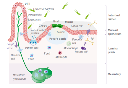 The intestine, the largest immune organ in the body
