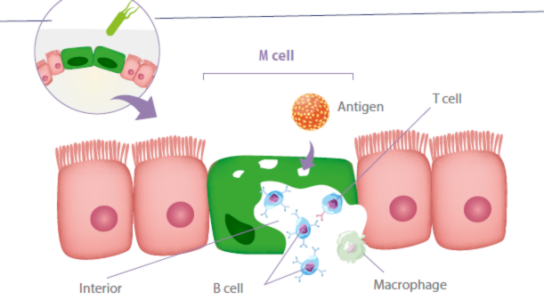 The intestine, the largest immune organ in the body