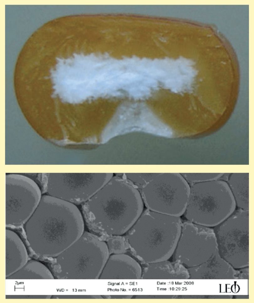 Composição do milho na nutrição de frangos de corte