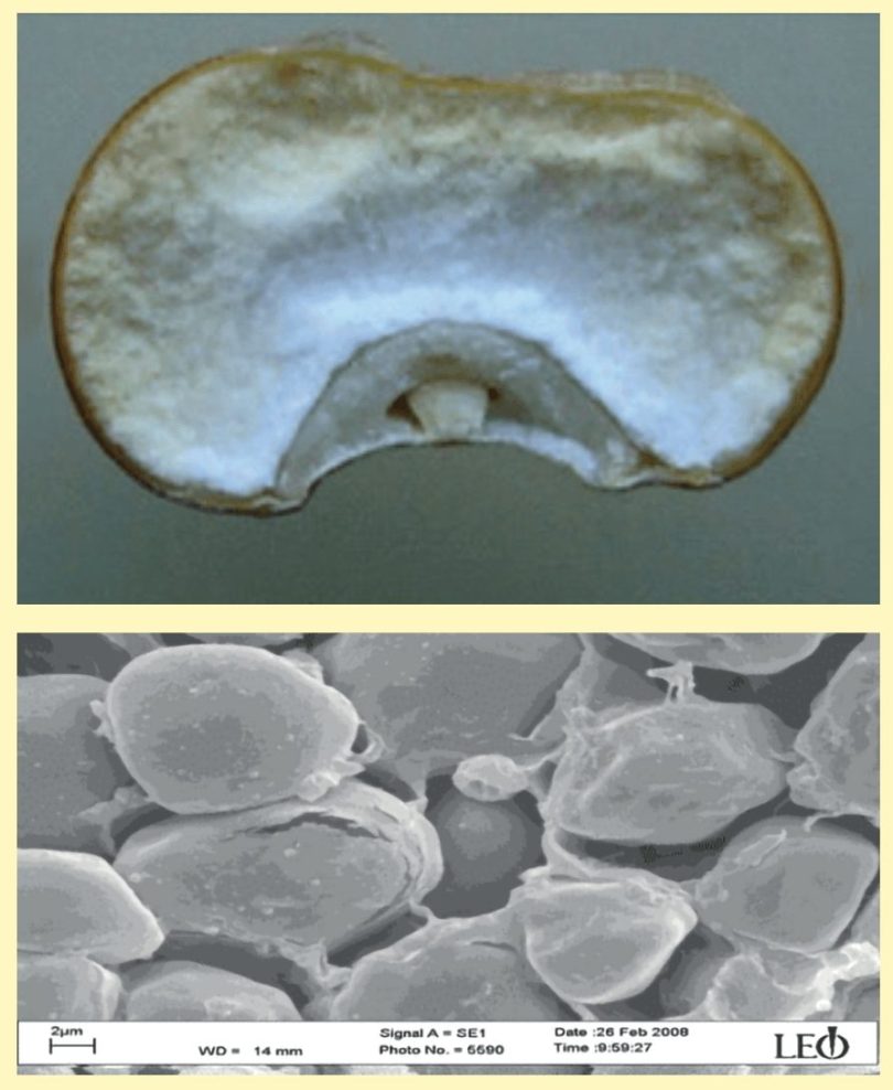 Composição do milho na nutrição de frangos de corte