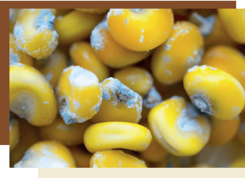 Importance of Corn Quality in Broiler Diets