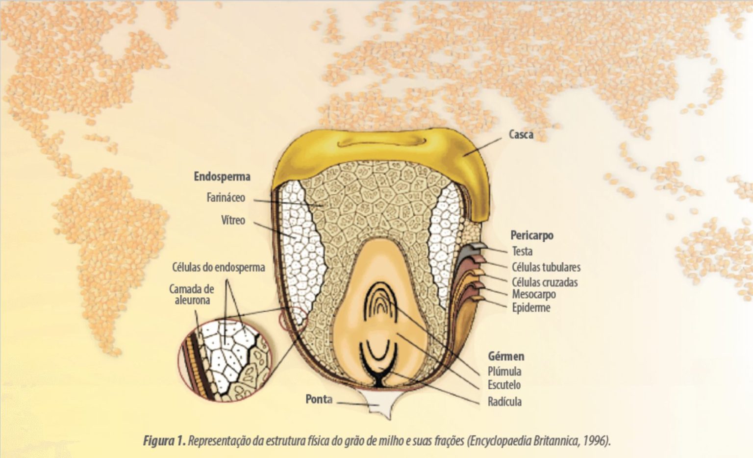 Composição do milho na nutrição de frangos de corte