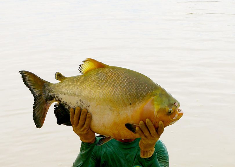 Criação em tanques-rede aprimora o cultivo de tambaqui