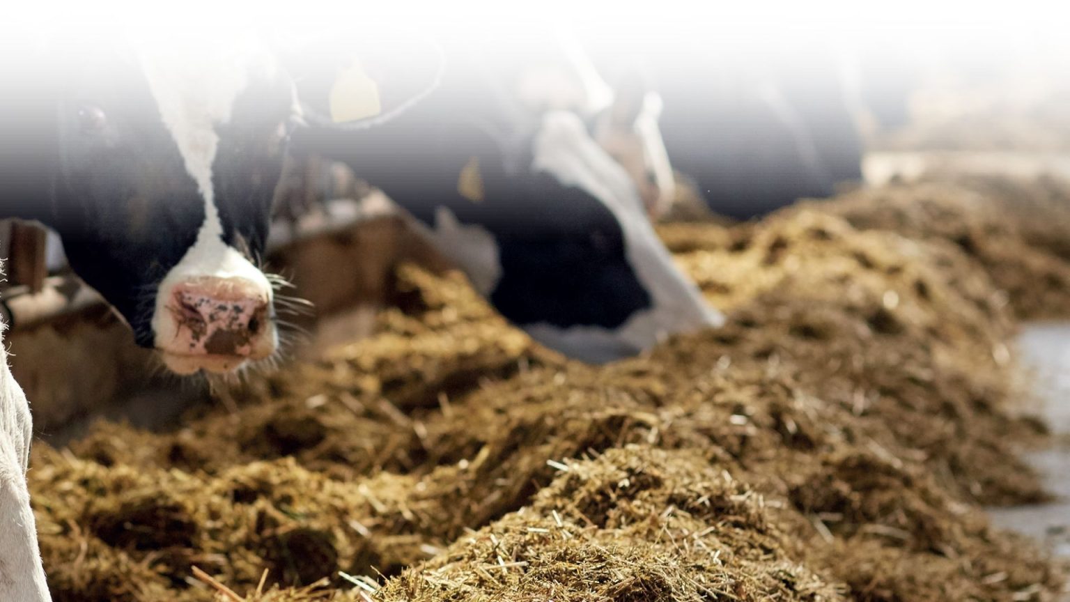 Enhancing Fiber Digestion Efficiency in Ruminants