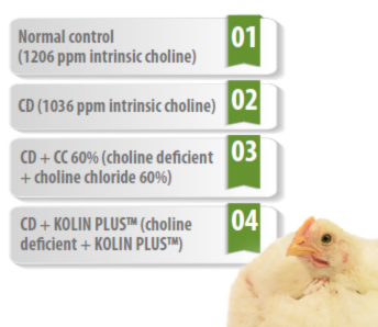 KOLIN PLUS: A HERBAL ALTERNATIVE TO CHOLINE CHLORIDE