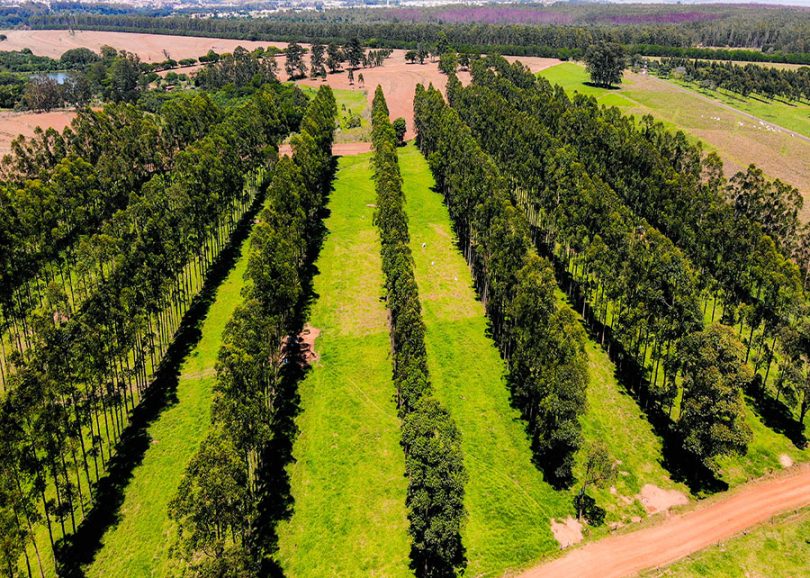 Silvopastoral systems: Trees improve pasture quality