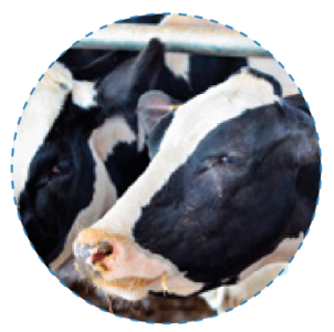 Controlling Residual Feed Intake: Maintaining a balance