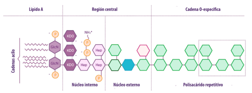 Endotoxinas en los piensos y su relación con las micotoxinas