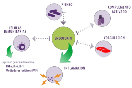 Endotoxinas en los piensos y su relación con las micotoxinas