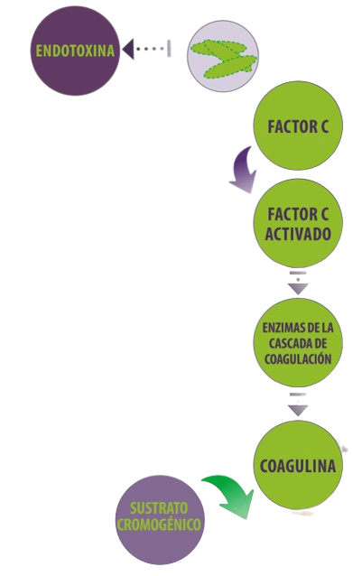 Endotoxinas en los piensos y su relación con las micotoxinas