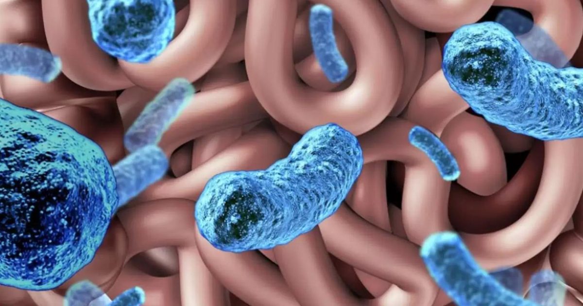 Ecobiol® mejora el rendimiento de los pollos de engorde