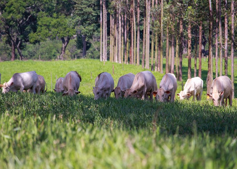 Silvopastoral systems: Trees improve pasture quality