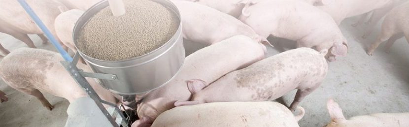 Live Yeast & Pig Resilience to Heat Stress