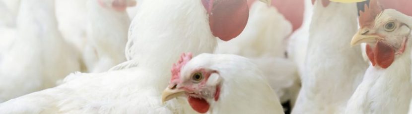 Use of the active form of Vitamin D3 in broiler breeders