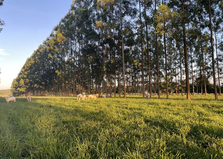 Silvopastoral systems: Trees improve pasture quality
