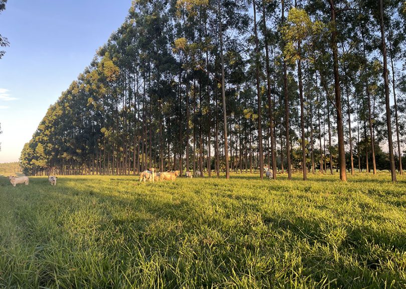 Silvopastoral systems: Trees improve pasture quality