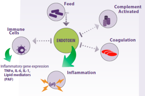 Endotoxins in animal feed and their relationship with mycotoxins